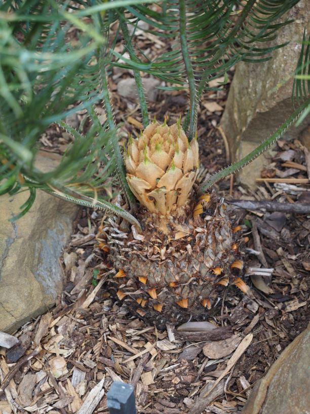 Cycas platyphylla - Petford Blue Sago | Australian Botanic Garden Mount ...