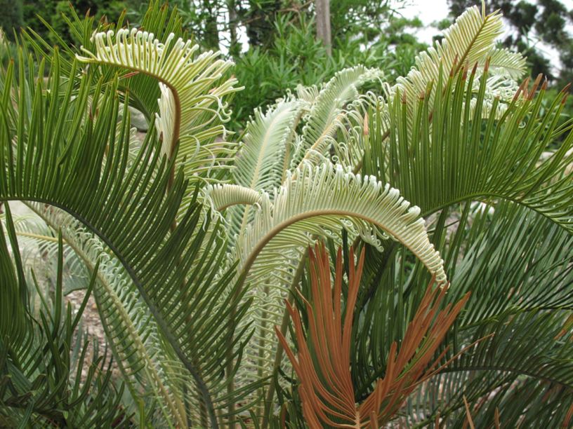 Cycas platyphylla - Petford Blue Sago | Australian Botanic Garden Mount ...