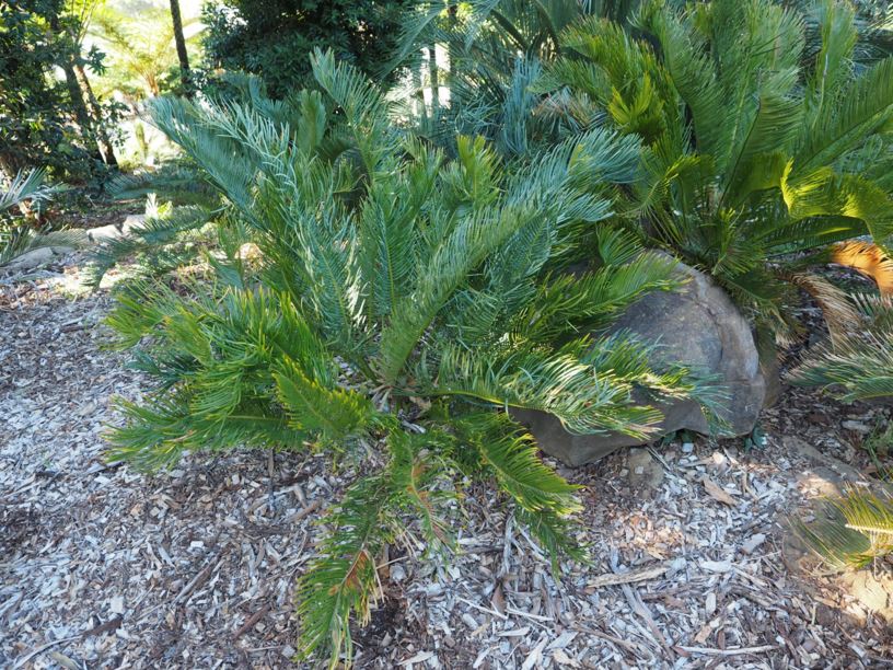 Cycas platyphylla - Petford Blue Sago | Australian Botanic Garden Mount ...