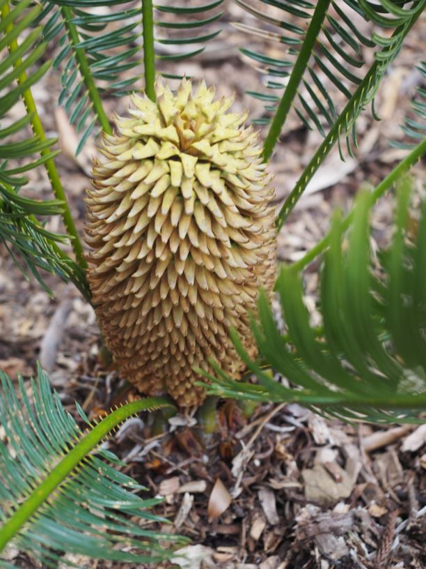 Cycas platyphylla - Petford Blue Sago | Australian Botanic Garden Mount ...