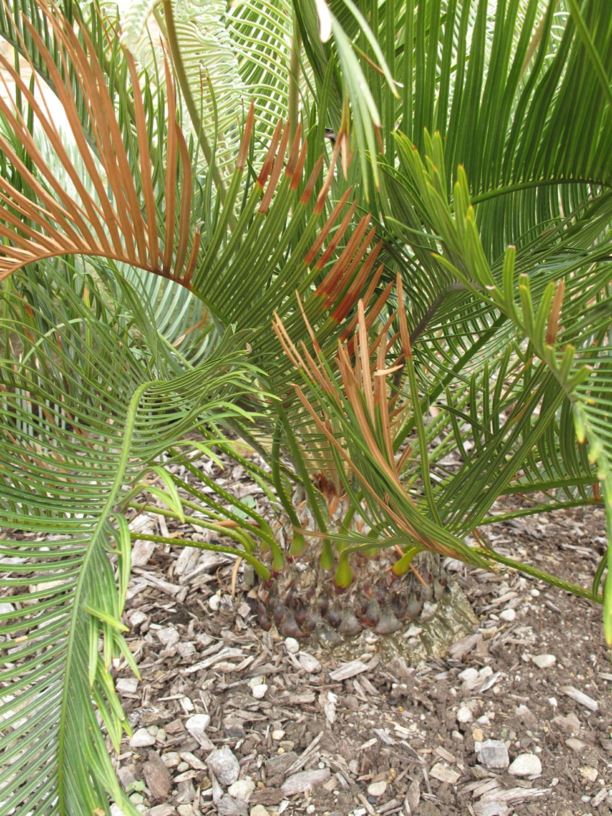 Cycas platyphylla - Petford Blue Sago | Australian Botanic Garden Mount ...