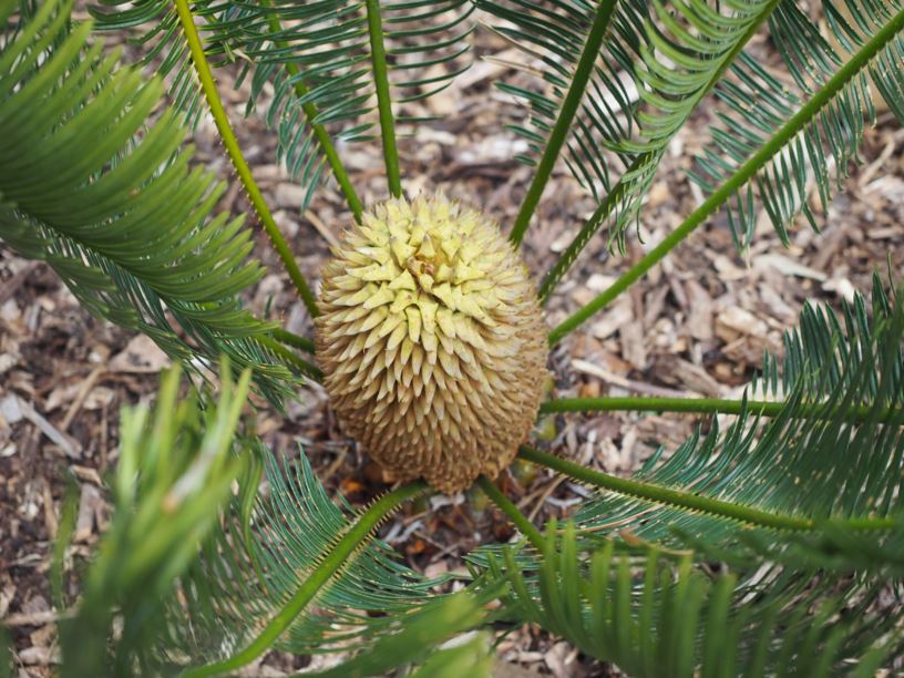 Cycas platyphylla - Petford Blue Sago | Australian Botanic Garden Mount ...