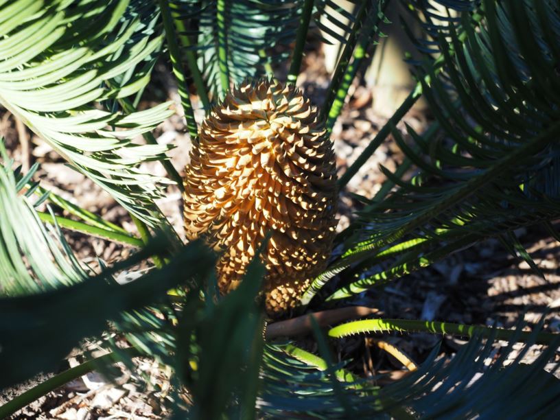 Cycas platyphylla - Petford Blue Sago | Australian Botanic Garden Mount ...