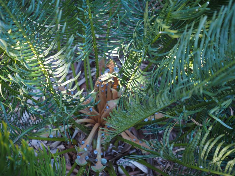 Cycas platyphylla - Petford Blue Sago | Australian Botanic Garden Mount ...