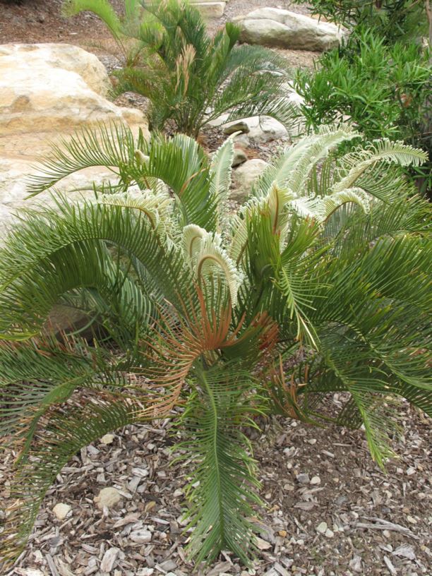 Cycas platyphylla - Petford Blue Sago | Australian Botanic Garden Mount ...