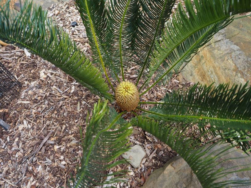Cycas platyphylla - Petford Blue Sago | Australian Botanic Garden Mount ...