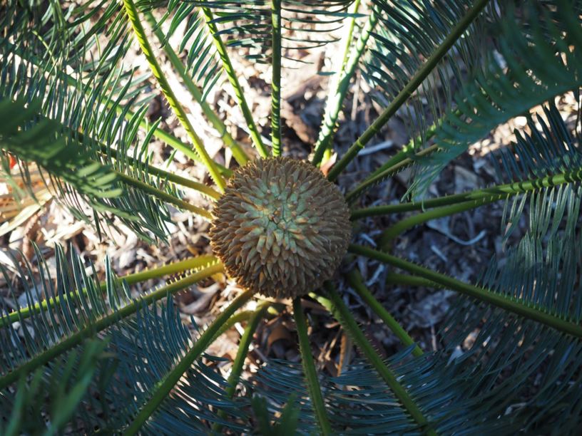 Cycas platyphylla - Petford Blue Sago | Australian Botanic Garden Mount ...