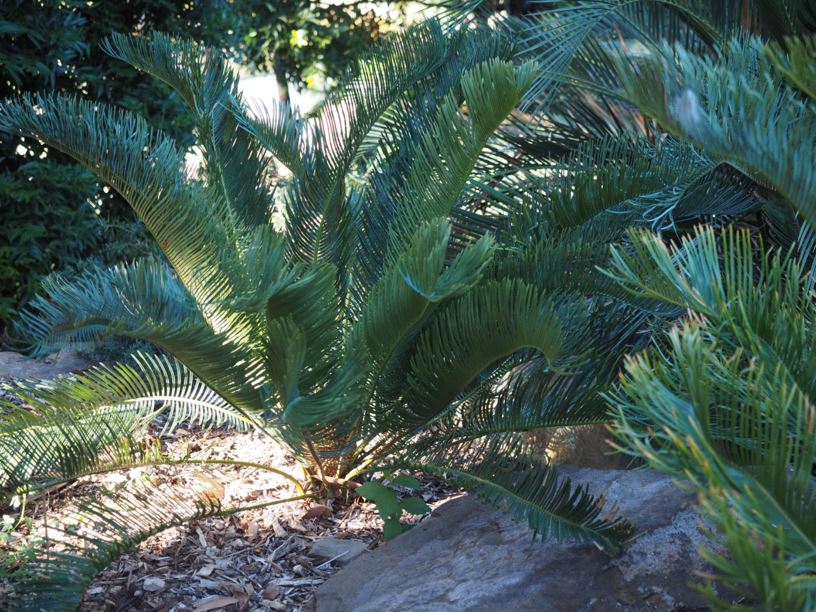 Cycas platyphylla - Petford Blue Sago | Australian Botanic Garden Mount ...