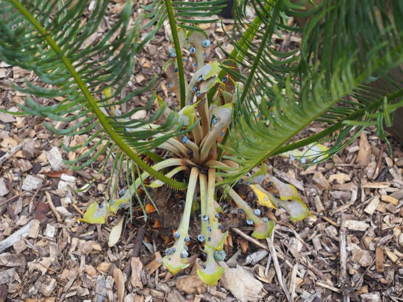 Cycas platyphylla - Petford Blue Sago | Australian Botanic Garden Mount ...