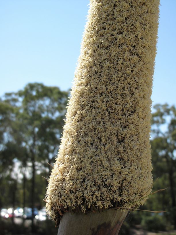 Xanthorrhoea johnsonii - Johnson's grass tree | Australian Botanic ...