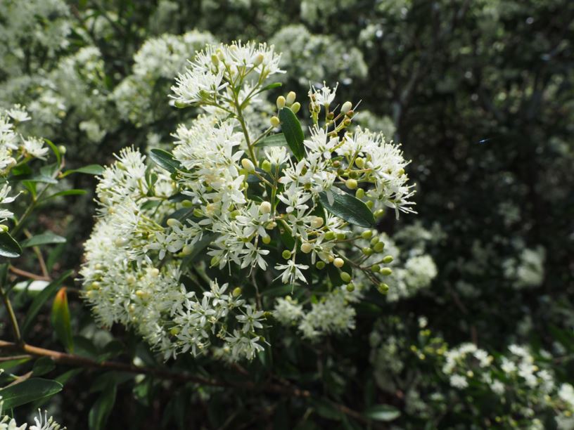 Leionema elatius subsp. beckleri - Tall Phebalium | Australian Botanic ...