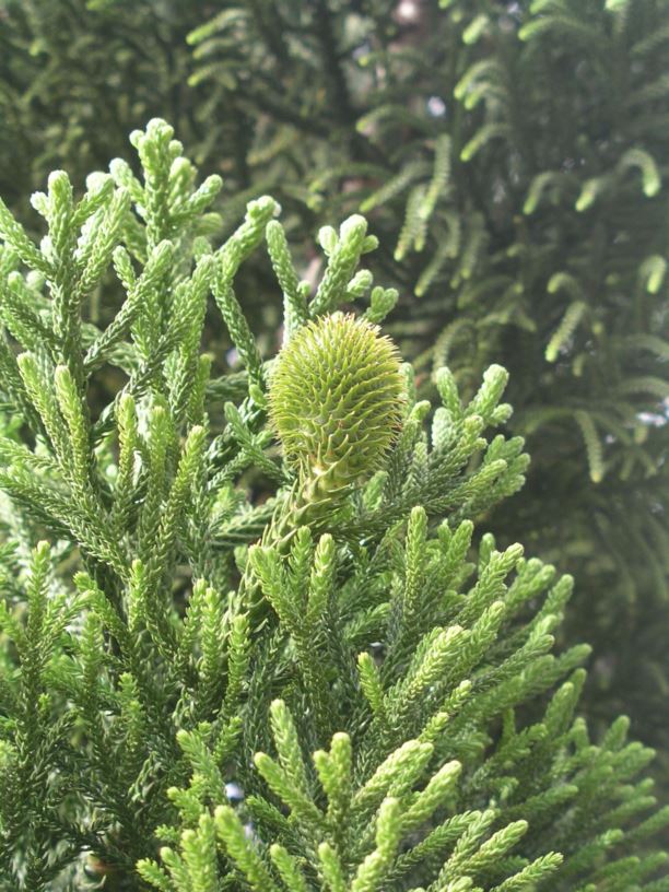 Araucaria cunninghamii - Hoop Pine | Australian Botanic Garden Mount Annan