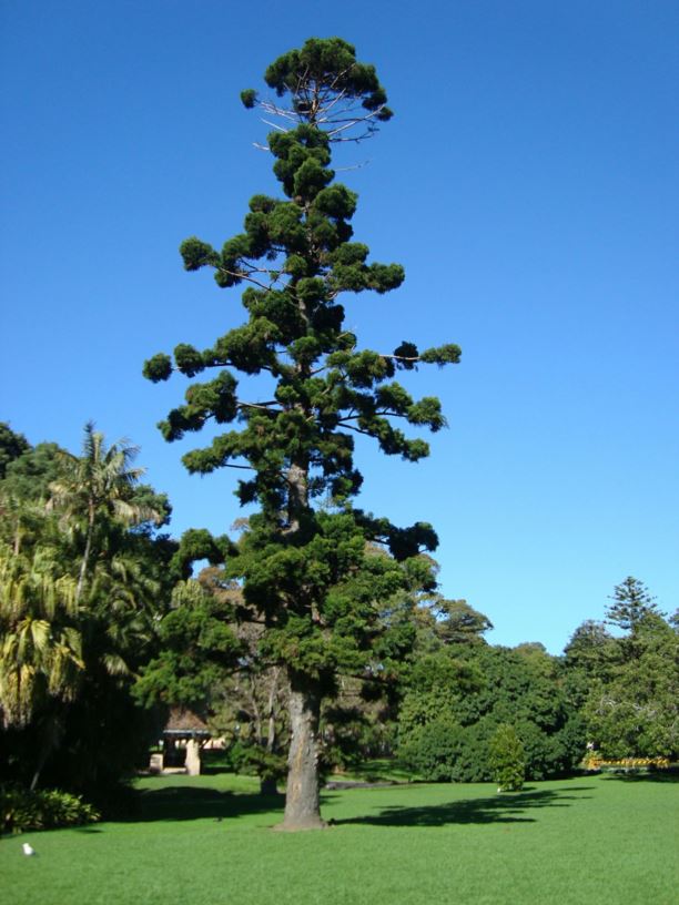 Araucaria cunninghamii - Hoop Pine | Australian Botanic Garden Mount Annan