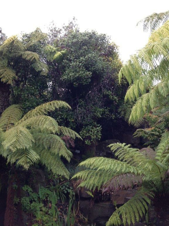 Lomatia arborescens - Tree Lomatia | Australian Botanic Garden Mount Annan