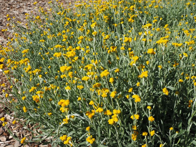 Chrysocephalum apiculatum - common everlasting, yellow buttons | The ...