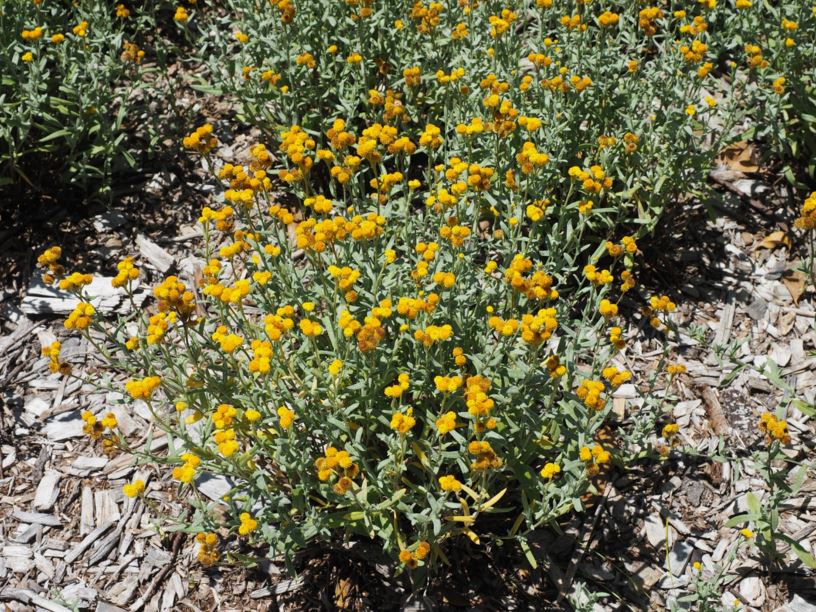 Chrysocephalum apiculatum - common everlasting, yellow buttons ...
