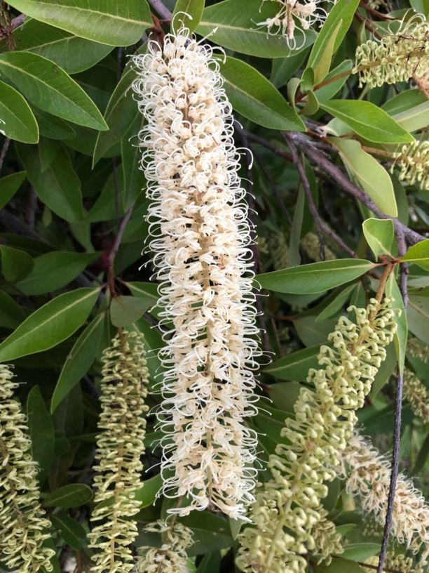 Buckinghamia celsissima - Ivory Curl Flower, Spotted Silky Oak ...