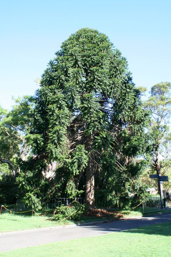 Araucaria bidwillii - Bunya pine | Australian Botanic Garden Mount Annan