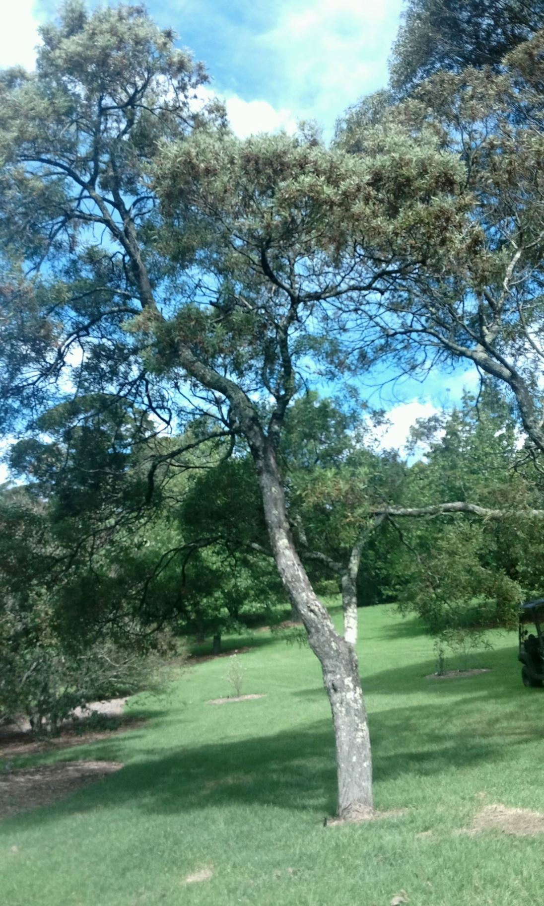 Acacia melanoxylon - Blackwood, Hickory, Sally Wattle, Lightwood ...