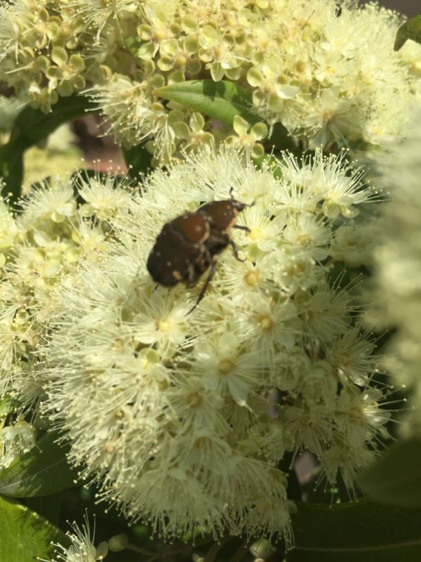 Backhousia citriodora - lemon myrtle, lemon ironwood, sweet verbena ...