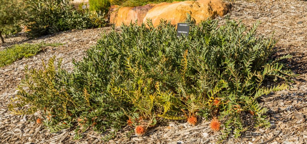 Banksia blechnifolia - Southern Blechnum Banksia, groundcover banksia ...