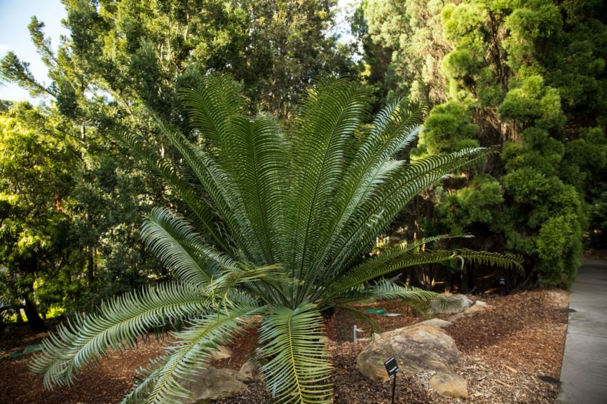 Lepidozamia peroffskyana - Pineapple Zamia | Australian Botanic Garden ...