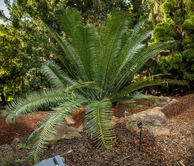 Lepidozamia peroffskyana - Pineapple Zamia | Australian Botanic Garden ...