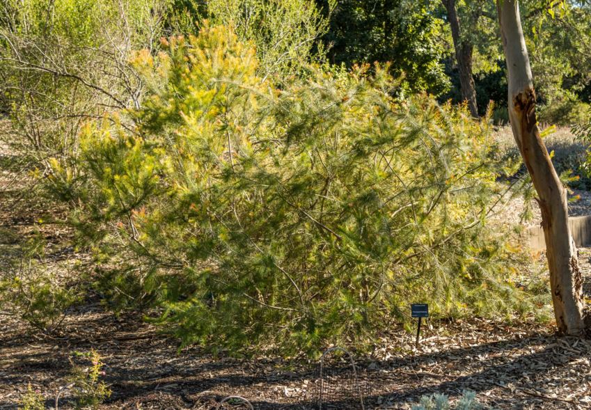 Persoonia pinifolia - Pine-leaved Geebung, mambara (Cadigal ...