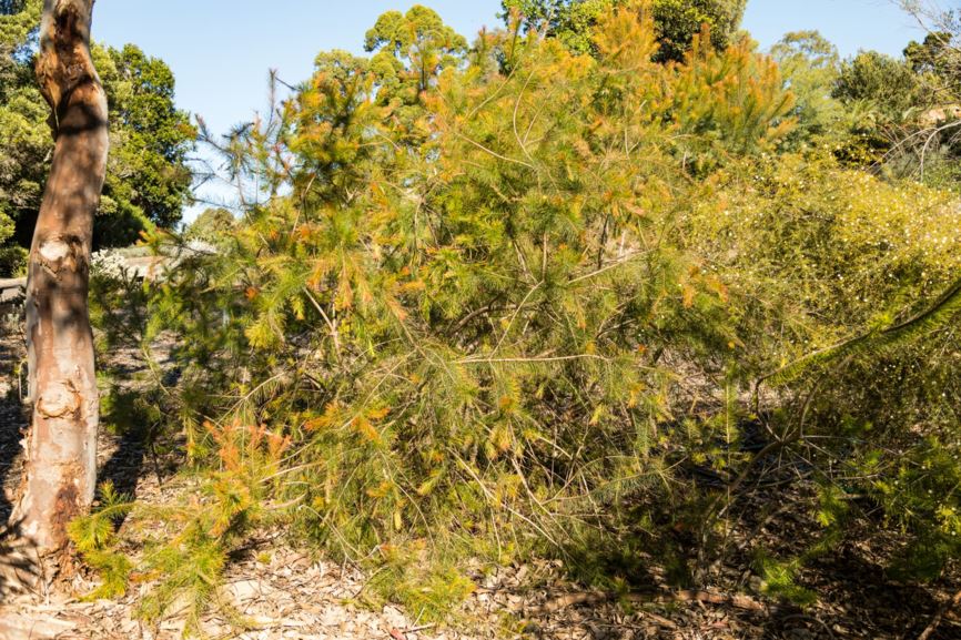 Persoonia pinifolia - Pine-leaved Geebung, mambara (Cadigal ...
