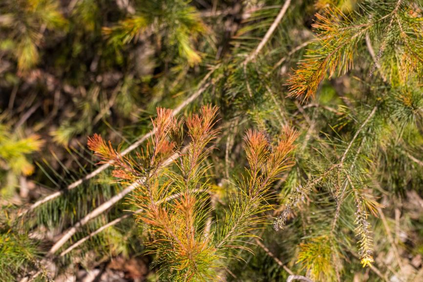 Persoonia pinifolia - Pine-leaved Geebung, mambara (Cadigal ...