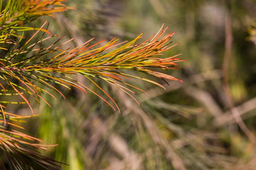 Persoonia pinifolia - Pine-leaved Geebung, mambara (Cadigal ...