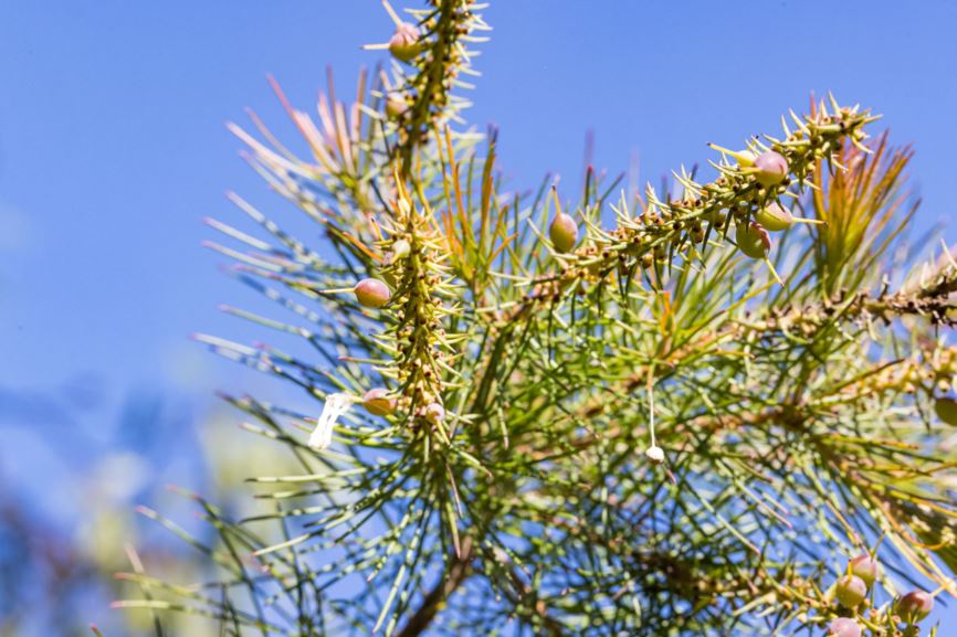 Persoonia pinifolia - Pine-leaved Geebung, mambara (Cadigal ...