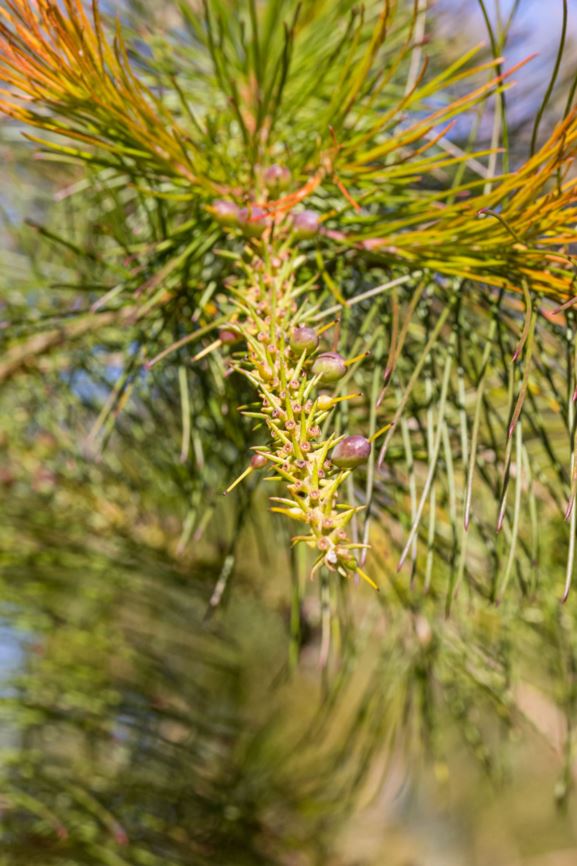 Persoonia pinifolia - Pine-leaved Geebung, mambara (Cadigal ...