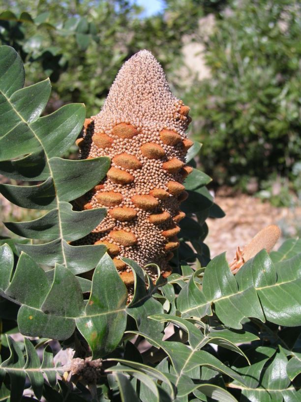 Banksia grandis - Giant Banksia, Bull Banksia | Australian Botanic ...