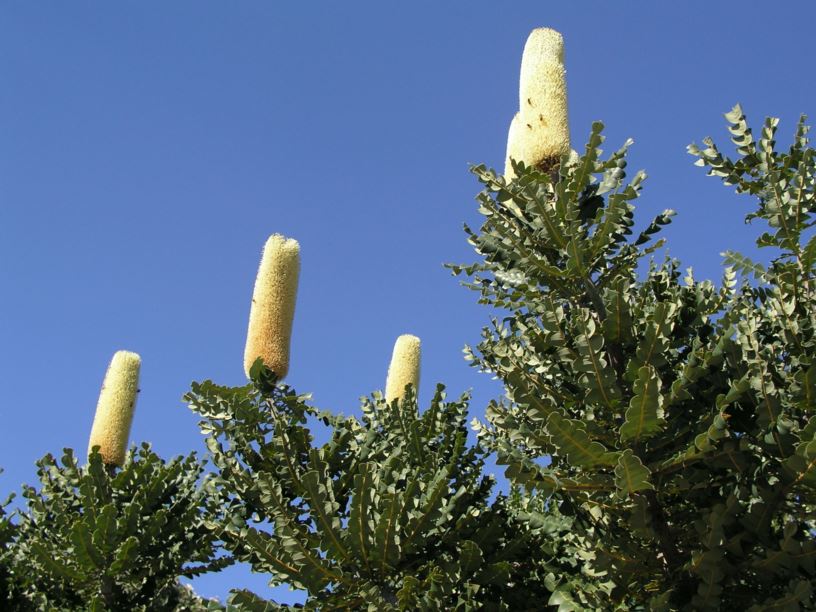 Banksia grandis - Giant Banksia, Bull Banksia | Australian Botanic ...