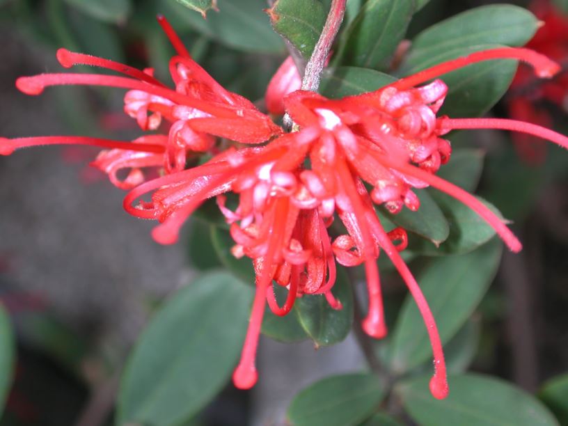Grevillea speciosa - Red Spider Flower | Australian Botanic Garden ...