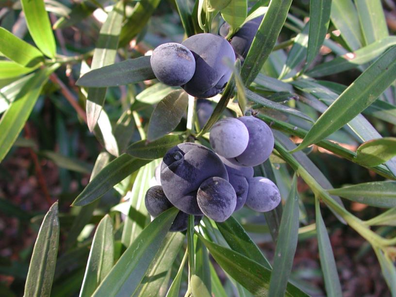 Podocarpus elatus - Plum Pine, Brown Pine | Australian Botanic Garden ...