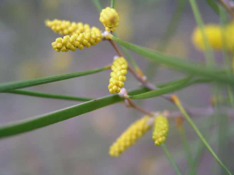 Acacia acuminata - Raspberry Jam Tree | Australian Botanic Garden Mount ...