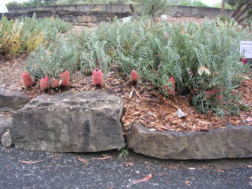 Banksia blechnifolia - Southern Blechnum Banksia, groundcover banksia ...