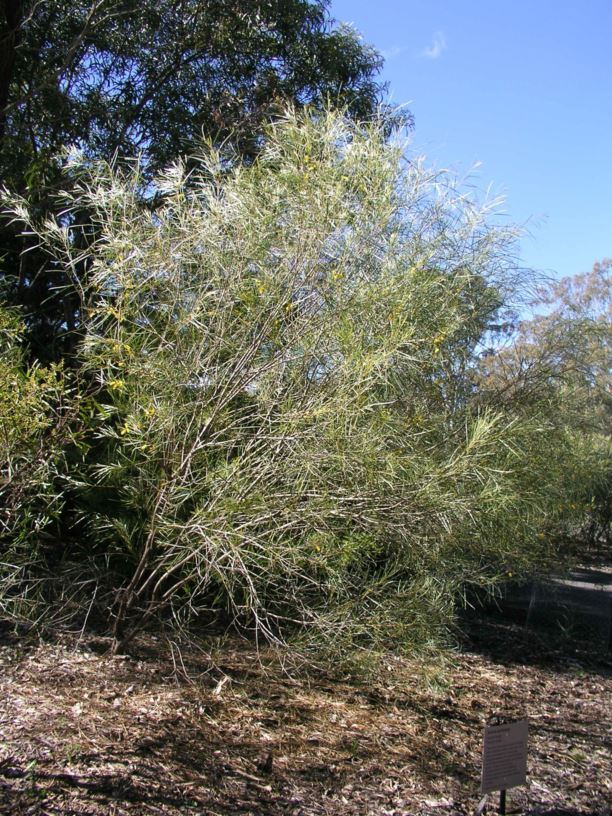 Acacia acuminata - Raspberry Jam Tree | Australian Botanic Garden Mount ...