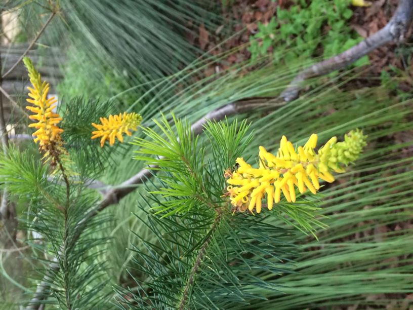 Persoonia pinifolia - Pine-leaved Geebung, mambara (Cadigal ...