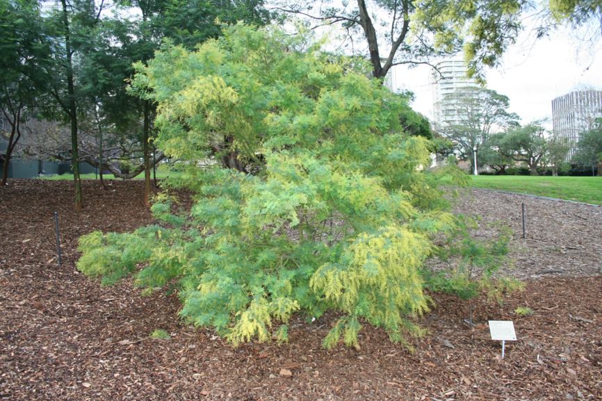 Acacia pubescens - Downy Wattle, Hairy-stemmed Wattle | Australian ...