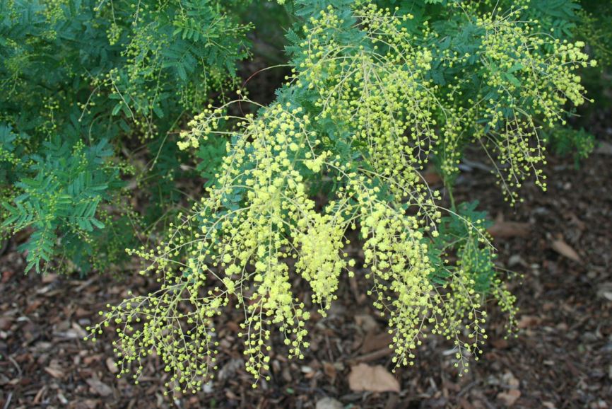 Acacia pubescens - Downy Wattle, Hairy-stemmed Wattle | Australian ...