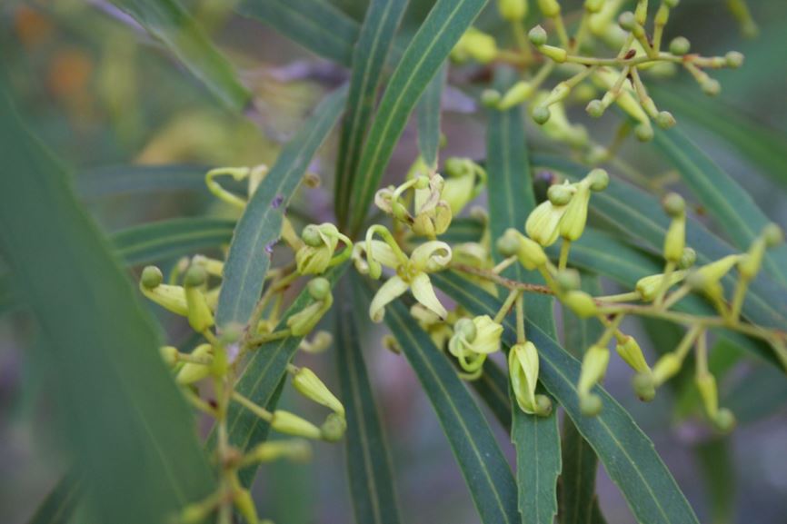 Lomatia myricoides - River Lomatia, Mountain Beech, Long-leaf Lomatia ...