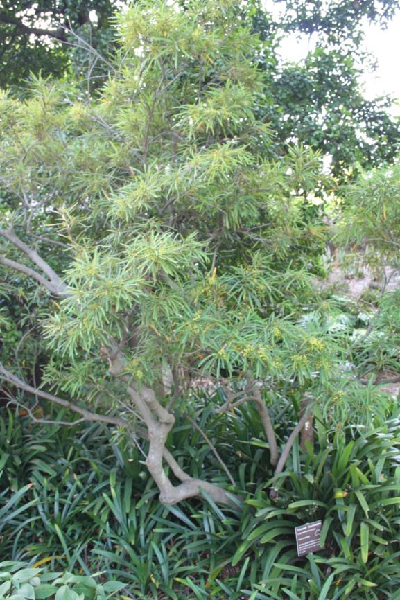 Lomatia myricoides - River Lomatia, Mountain Beech, Long-leaf Lomatia ...