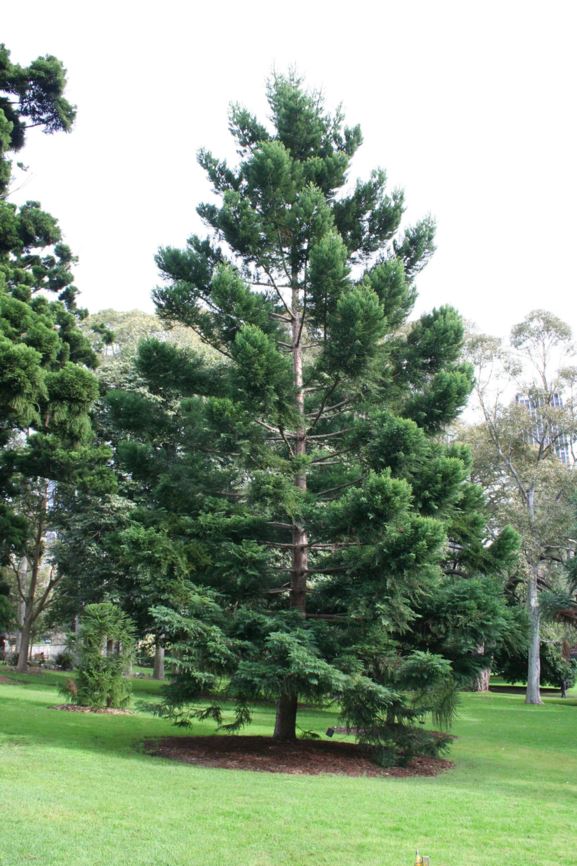 Araucaria cunninghamii - Hoop Pine | Australian Botanic Garden Mount Annan